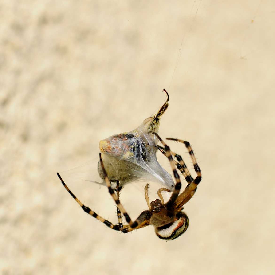 L'araignée tigre et sa proie par Ladybird56 | Galerie Photo | Fotoloco