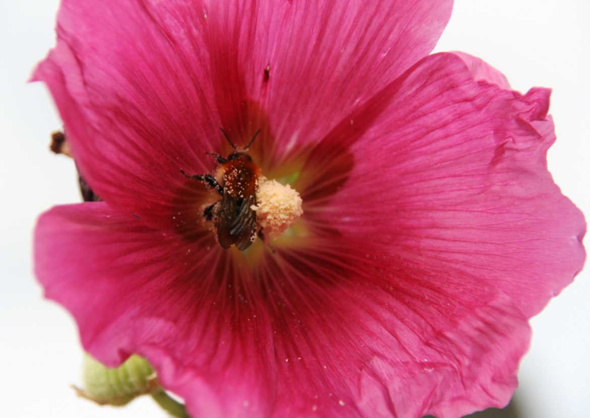 le butin de la butineuse par christophe_jacquelin | Galerie Photo ...